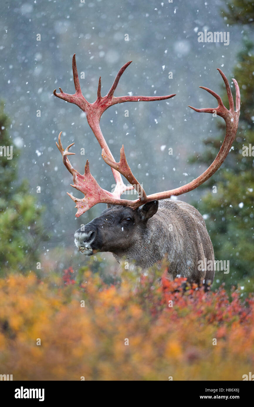 Barren-ground Caribou (Rangifer tarandus groenlandicus) bull during ...