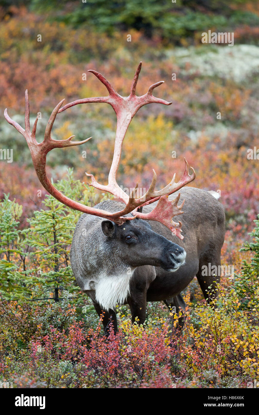 Barren-ground Caribou (Rangifer tarandus groenlandicus) bull in tundra ...