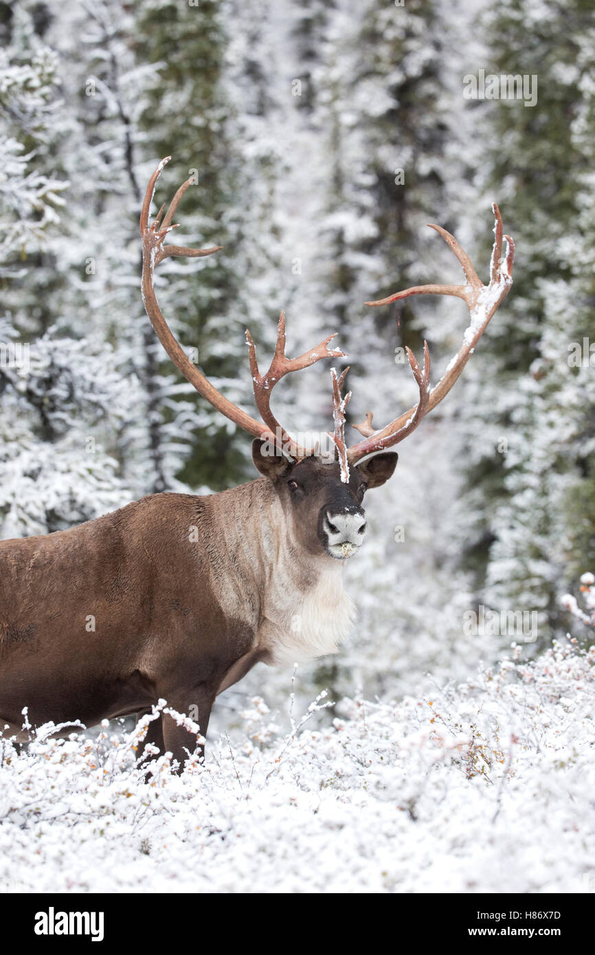 Barren-ground Caribou (Rangifer tarandus groenlandicus) bull in snow ...