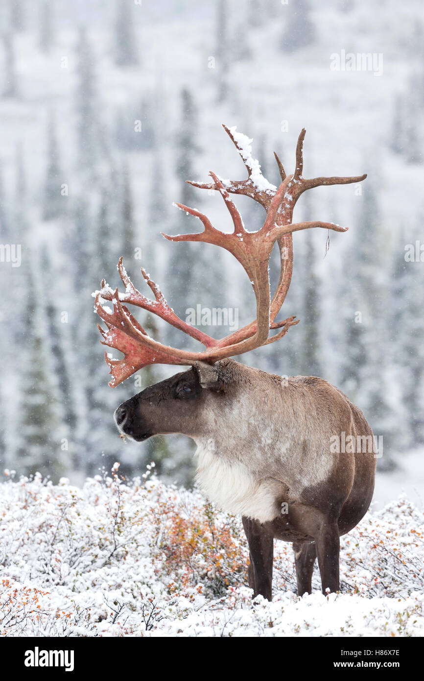 Barren-ground Caribou (Rangifer tarandus groenlandicus) bull in snow ...