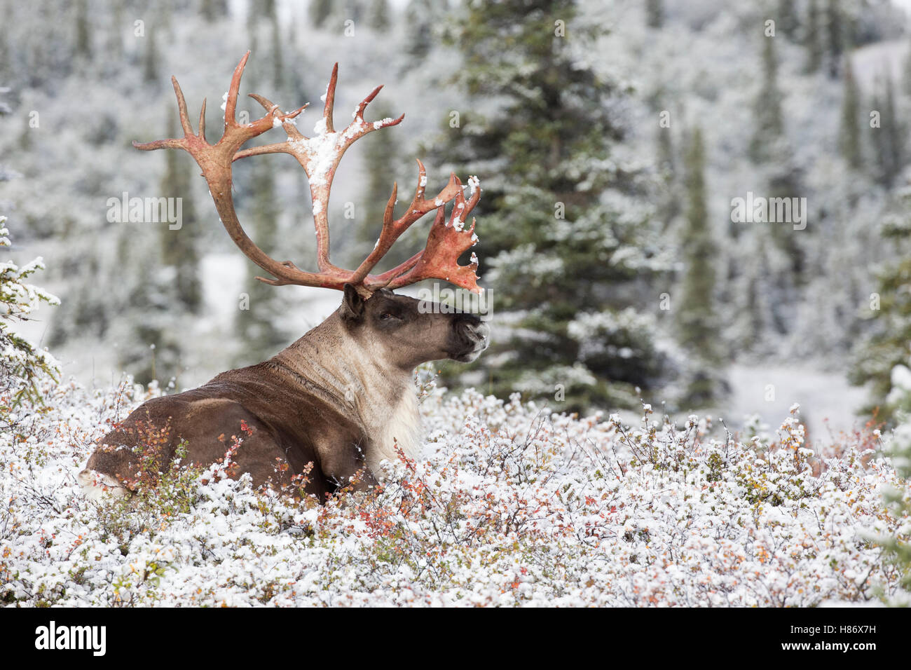 Barren-ground Caribou (Rangifer tarandus groenlandicus) bull in snow ...