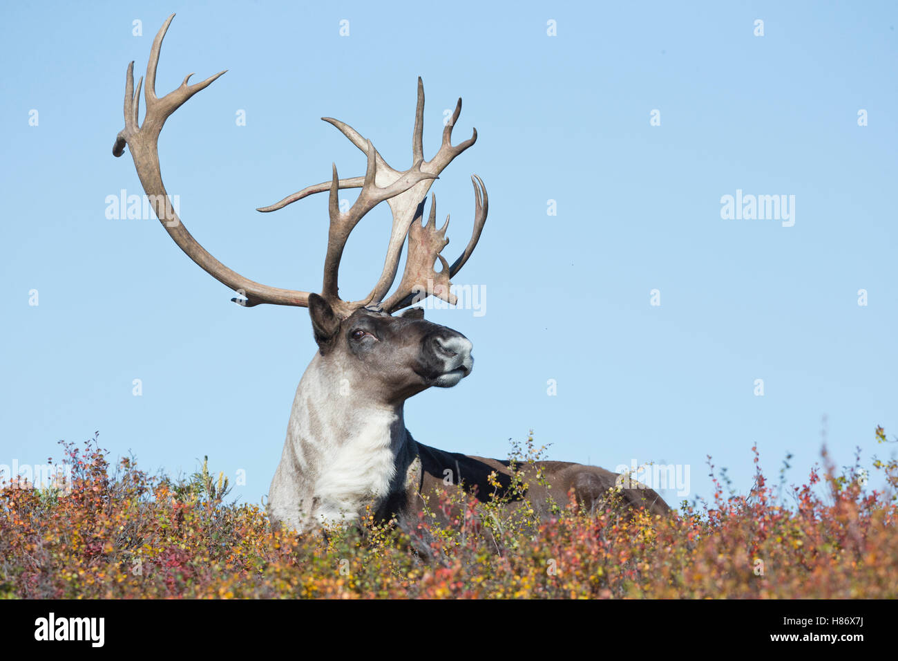 Barren-ground Caribou (Rangifer tarandus groenlandicus) bull in tundra ...