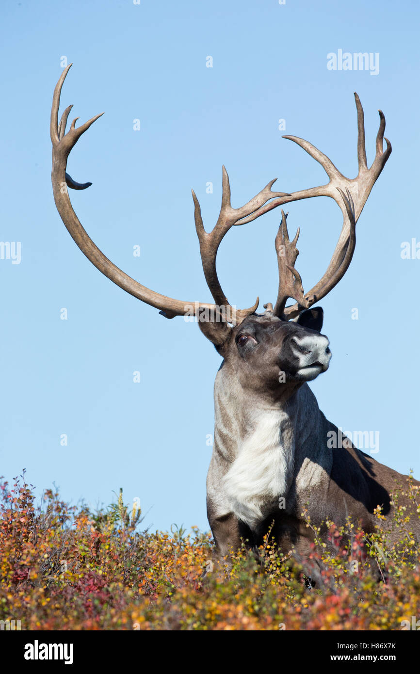 Barren-ground Caribou (Rangifer tarandus groenlandicus) bull in tundra ...
