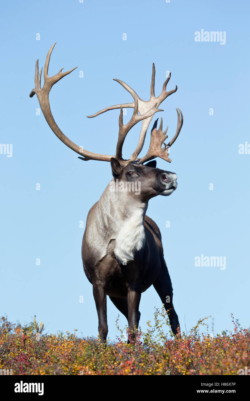Barren-ground Caribou (Rangifer tarandus groenlandicus) bull in tundra ...
