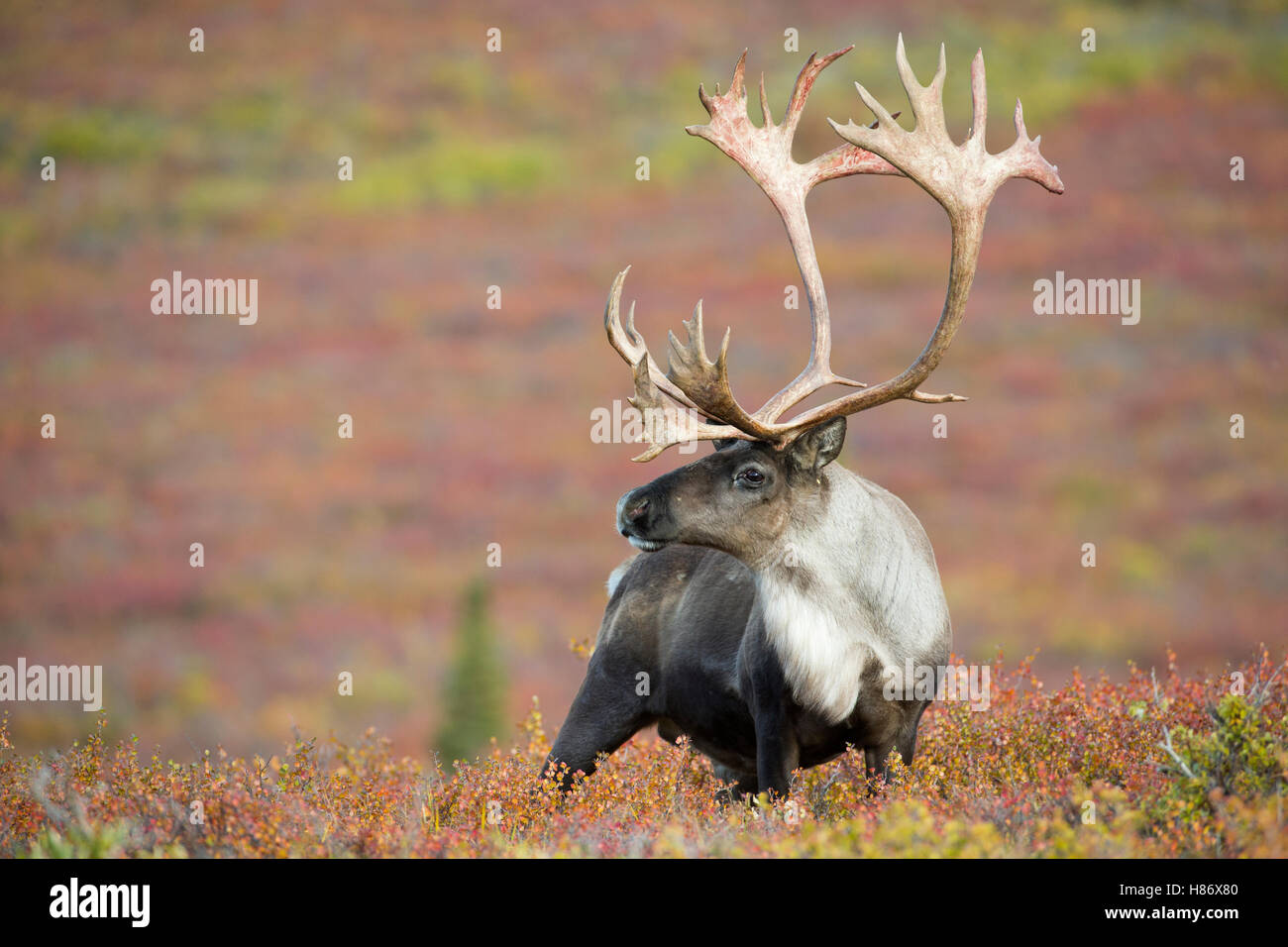 Barren-ground Caribou (Rangifer tarandus groenlandicus) bull in tundra ...