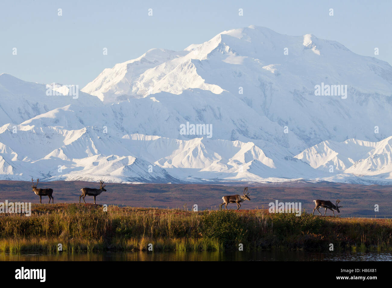 Barren-ground Caribou (Rangifer tarandus groenlandicus) bulls on ridge ...