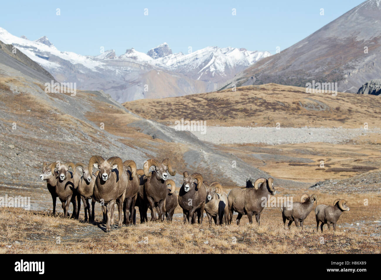 Bighorn Sheep (Ovis canadensis) rams in tundra, western Canada Stock ...