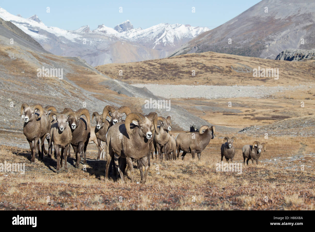 Bighorn Sheep (Ovis canadensis) rams in tundra, western Canada Stock ...