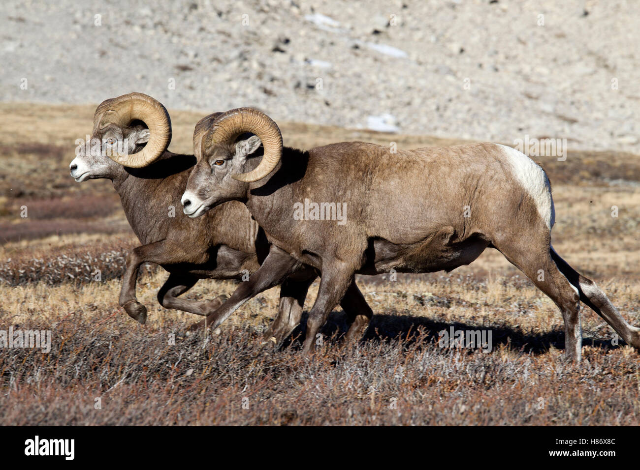 Bighorn Sheep (Ovis canadensis) rams running, western Canada Stock Photo - Alamy