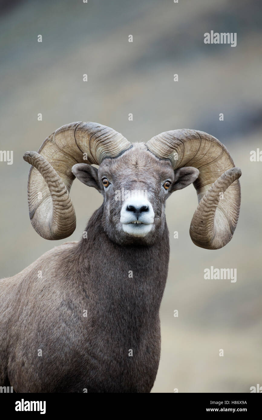 Bighorn Sheep (Ovis canadensis) ram, western Montana Stock Photo - Alamy