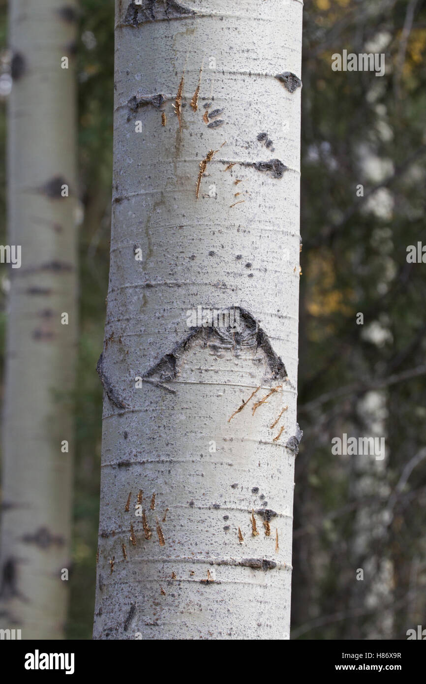 Black Bear (Ursus americanus) claw marks on tree, western Canada Stock ...