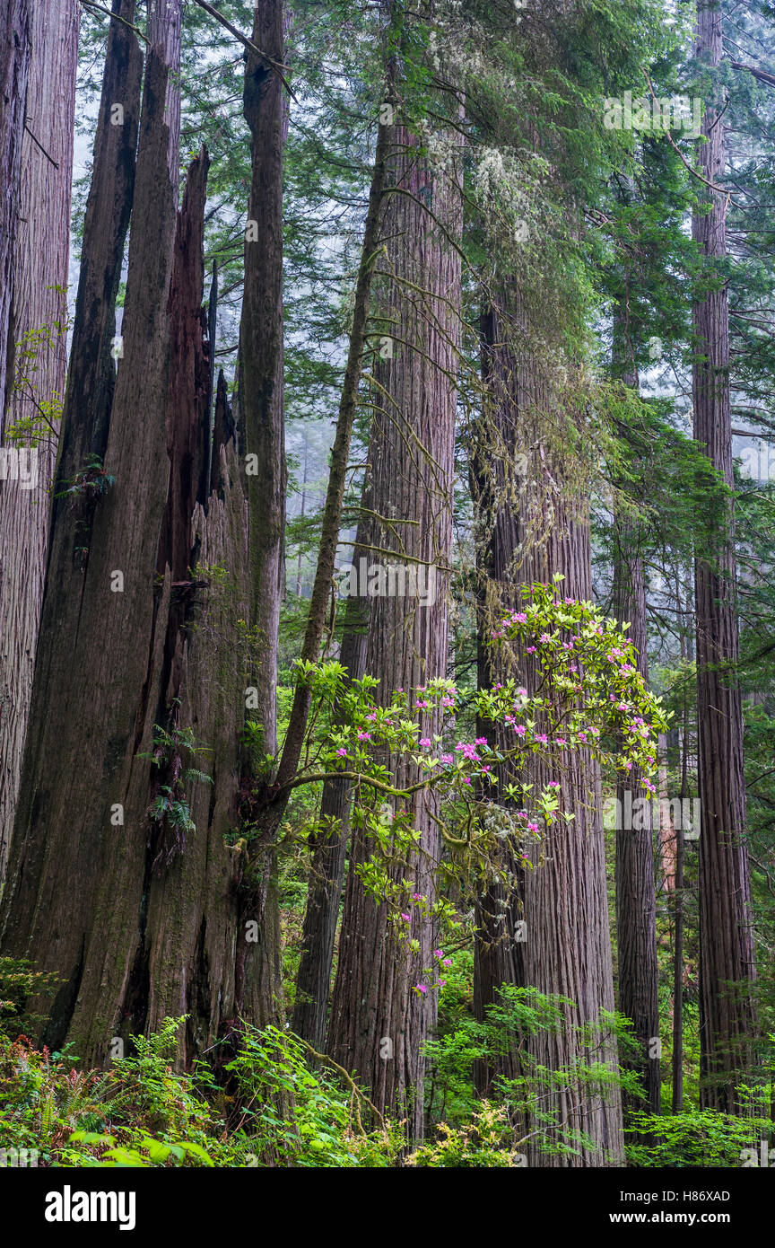 Coast Redwood (Sequoia sempervirens) trees and Pacific Rhododendron ...