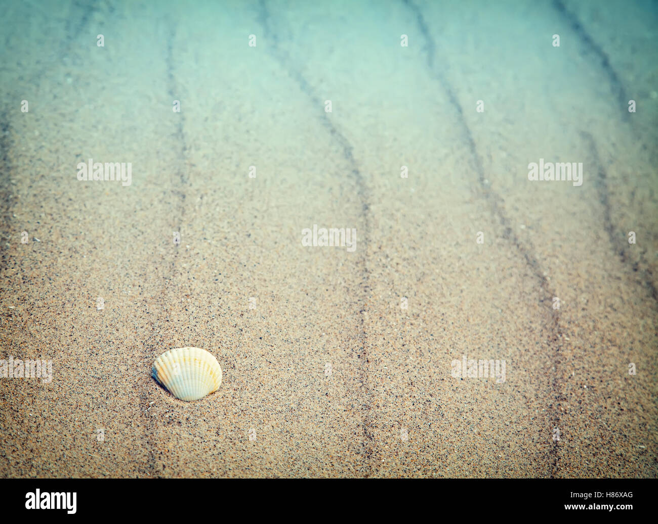 summer beach background with sea shell on sand Stock Photo - Alamy