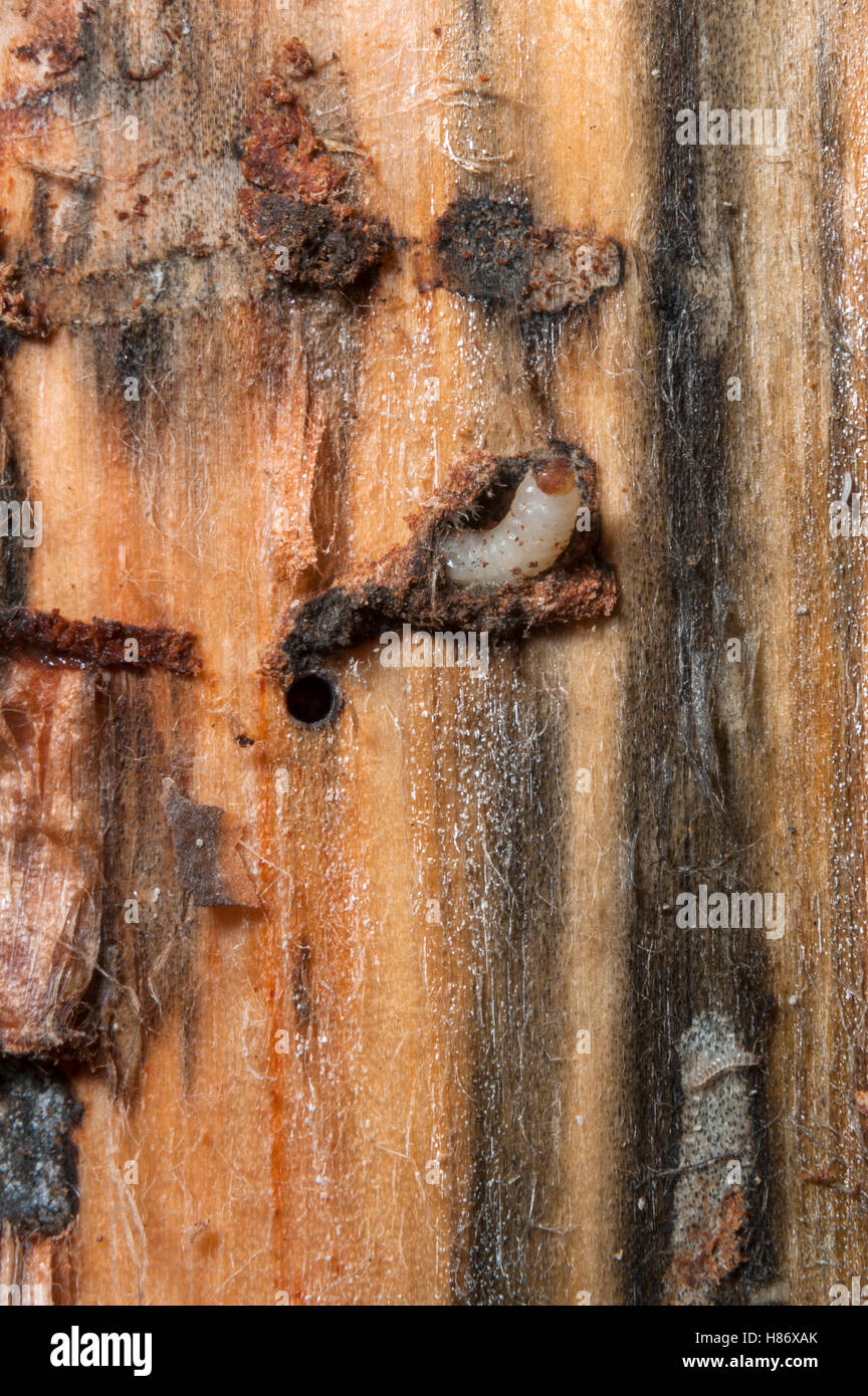 Mountain Pine Beetle (Dendroctonus ponderosae) larva under tree bark ...