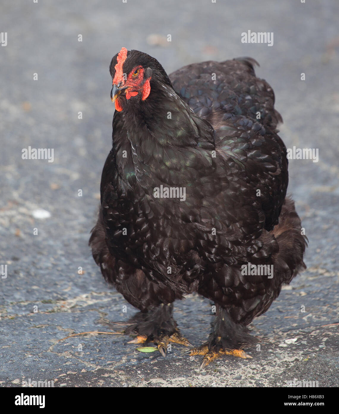 Female chicken hi-res stock photography and images - Alamy