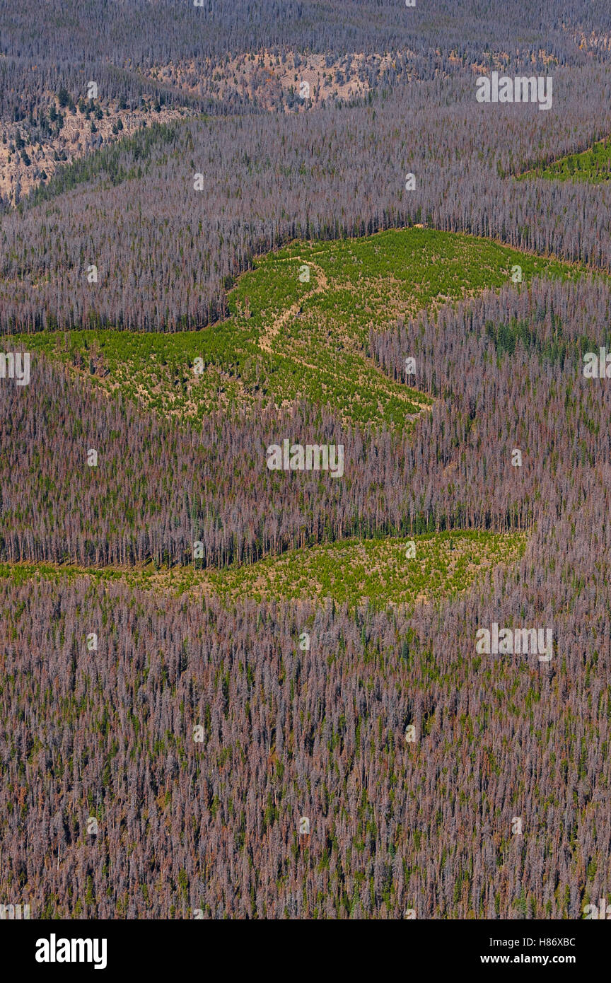 Mountain Pine Beetle (Dendroctonus ponderosae) killed Lodgepole Pine ...