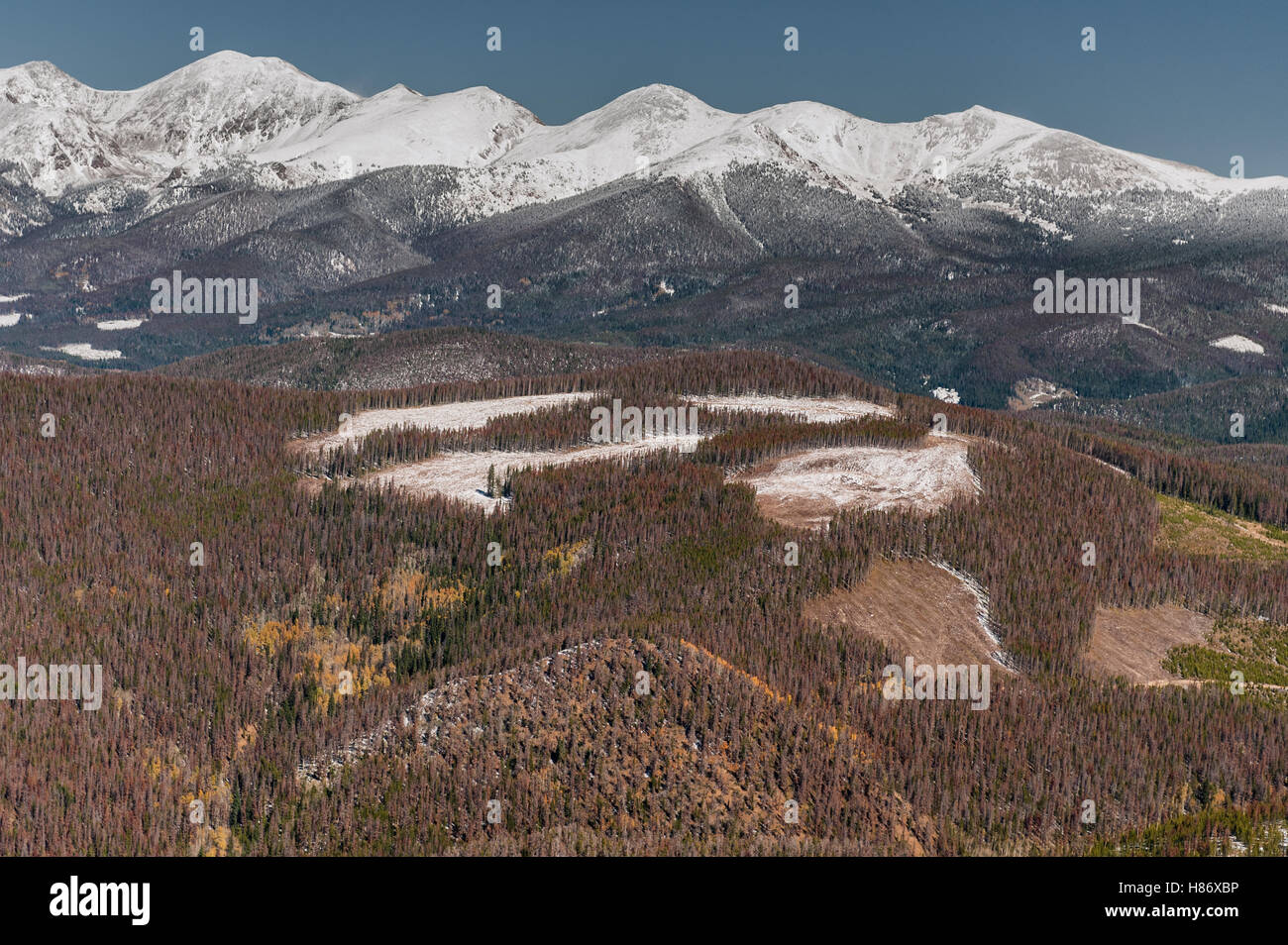 Lodgepole Pine (Pinus contorta) forest killed by Mountain Pine Beetle ...