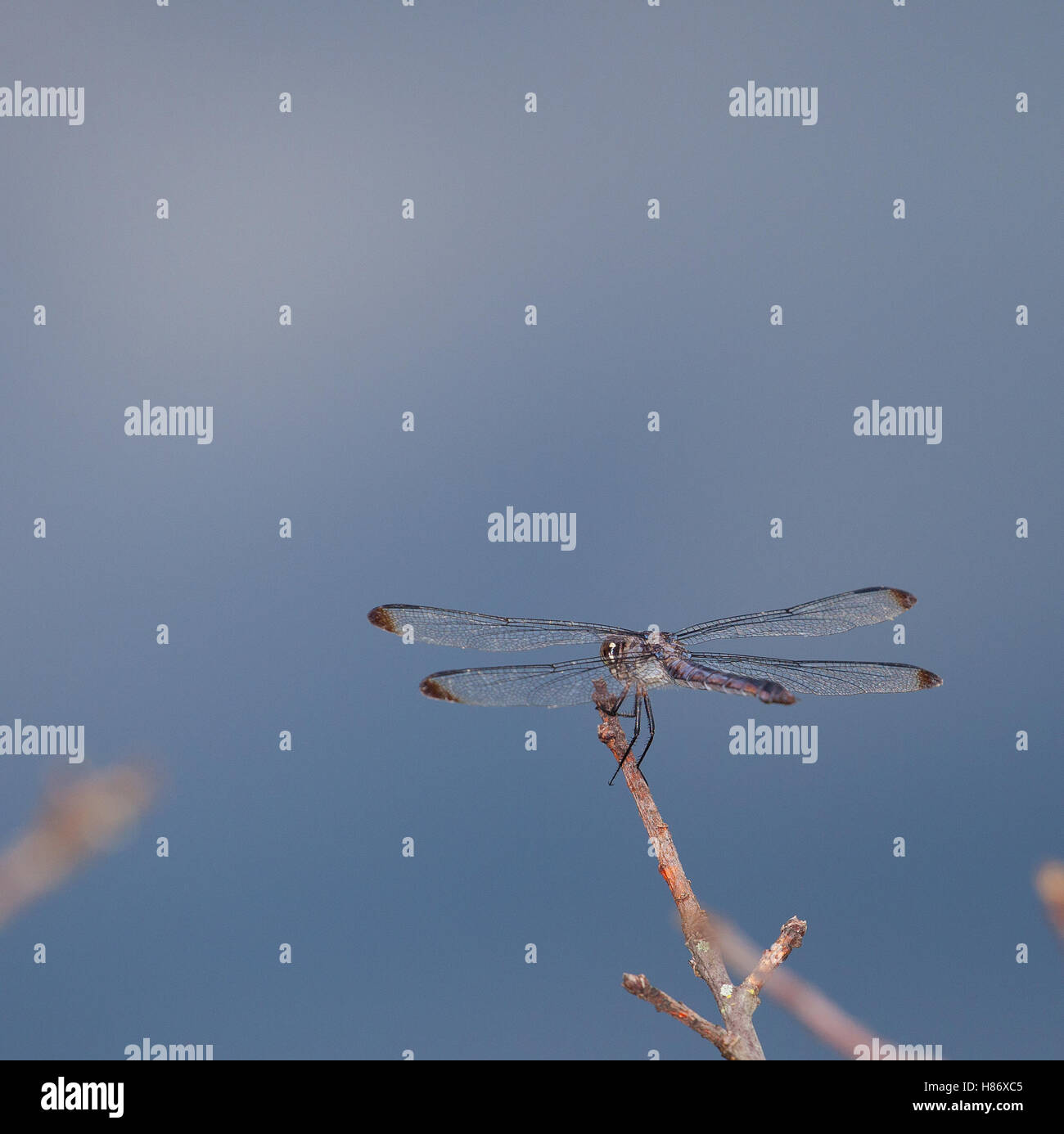 Brown dragonfly that is seen from the back side Stock Photo - Alamy