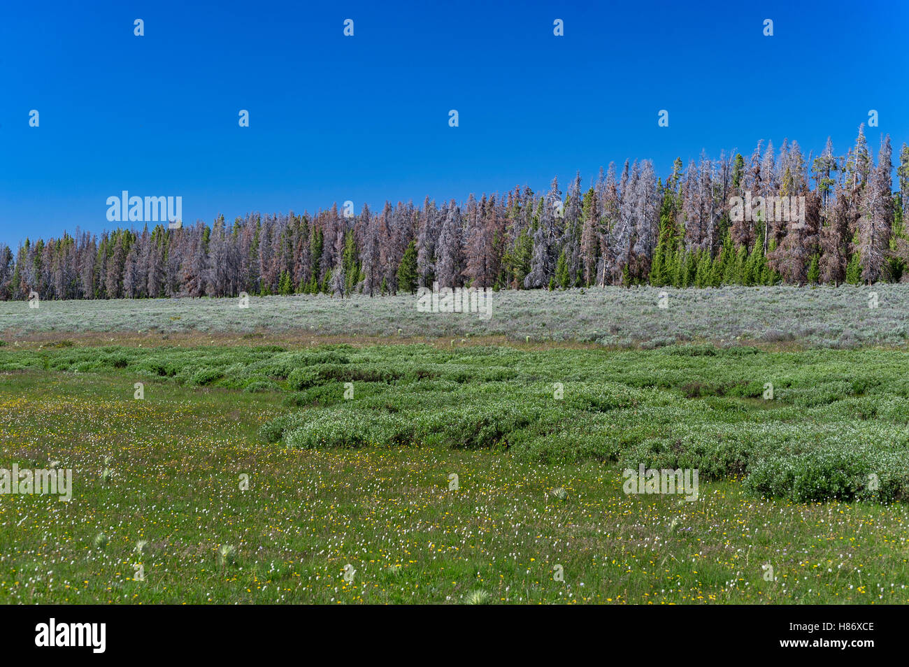 Mountain Pine Beetle (Dendroctonus ponderosae) killed Whitebark Pine ...