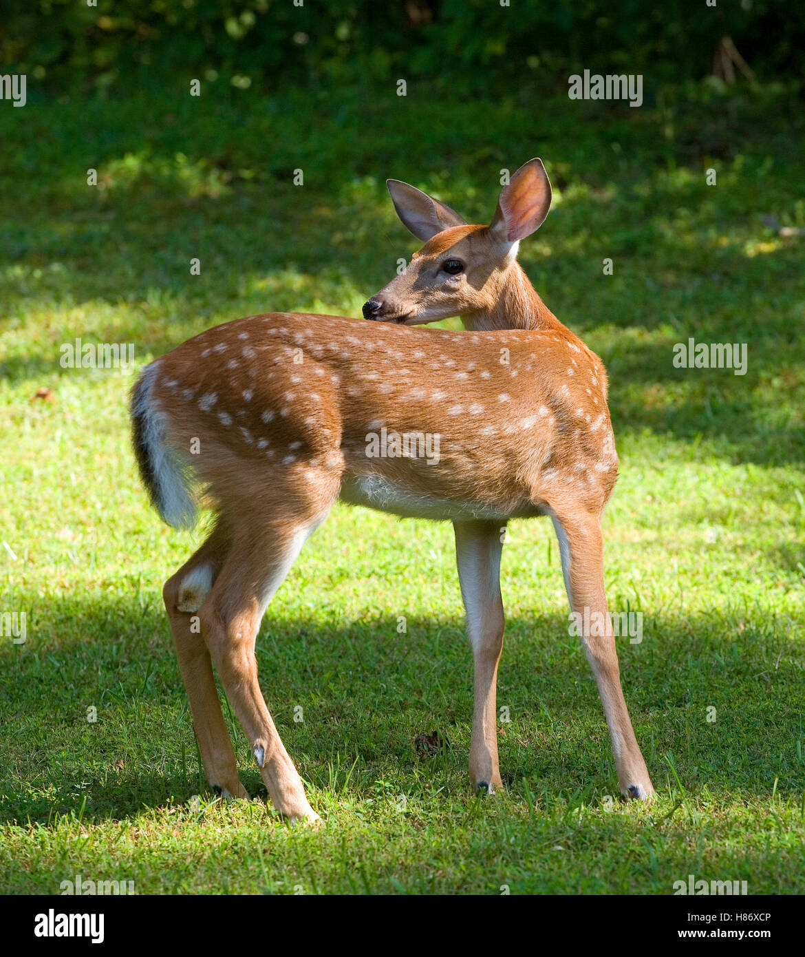 Fawn that is looking over its shoulder at something Stock Photo - Alamy