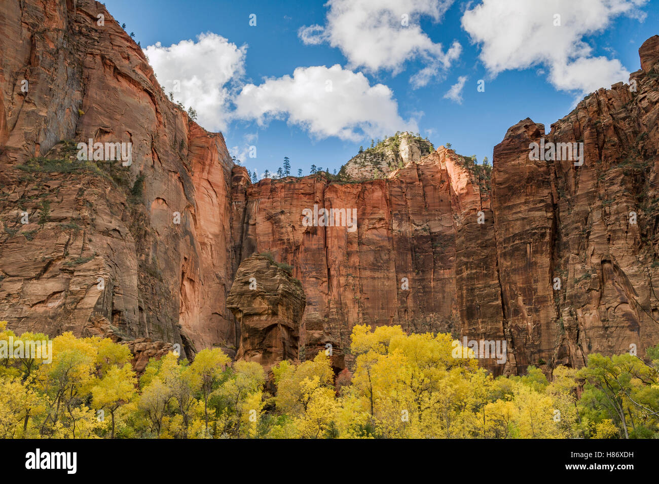Trees in autumn, Zion National Park, Utah Stock Photo - Alamy