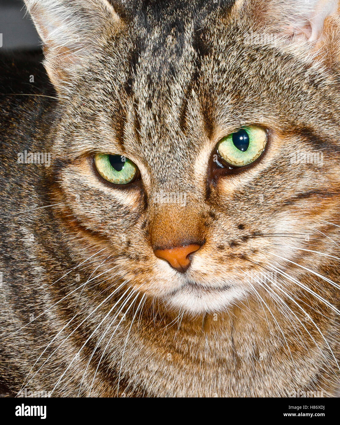 Gatos animales hi-res stock photography and images - Alamy