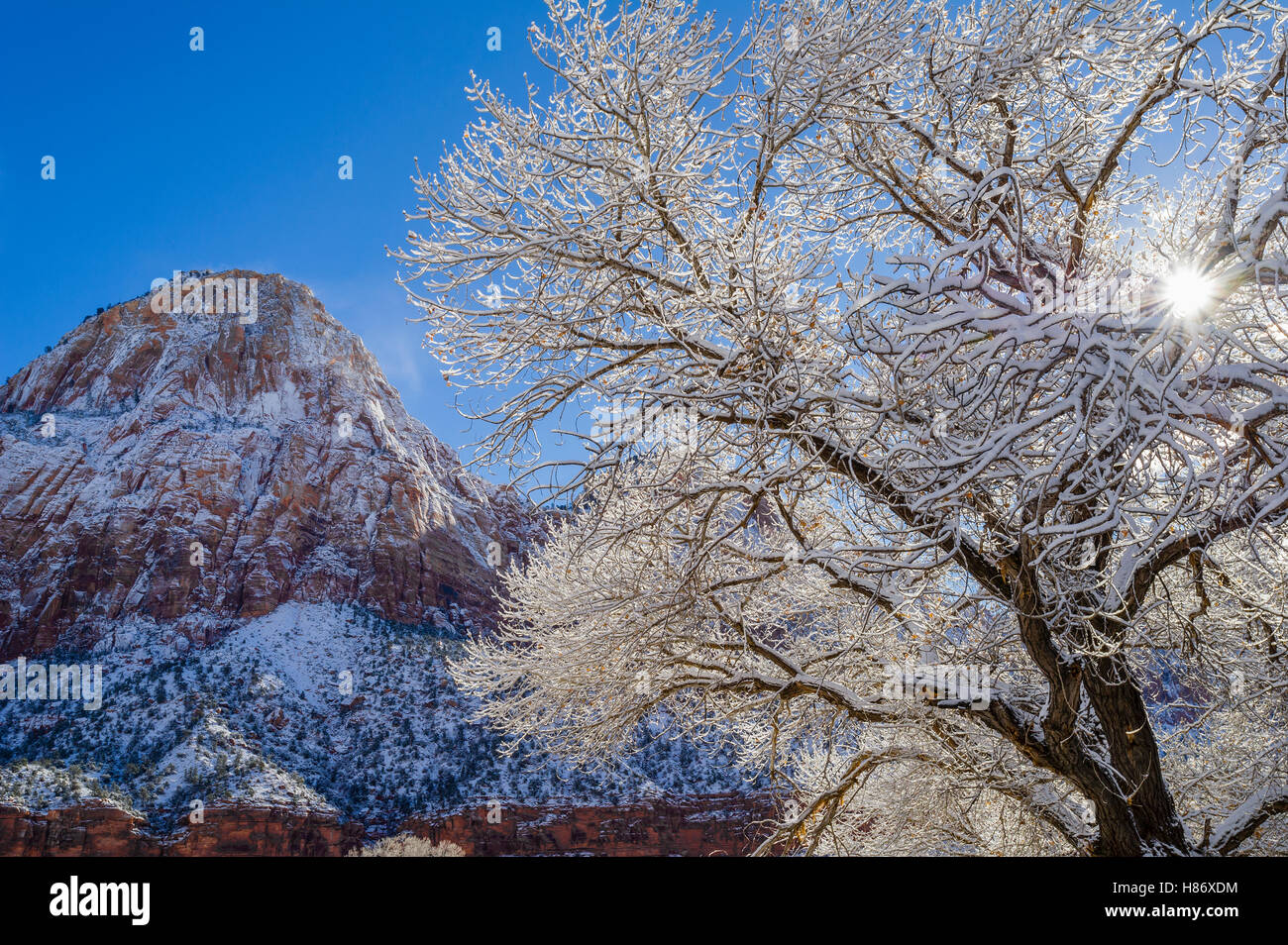 Cottonwood (Populus sp) tree in winter, Zion National Park, Utah Stock ...