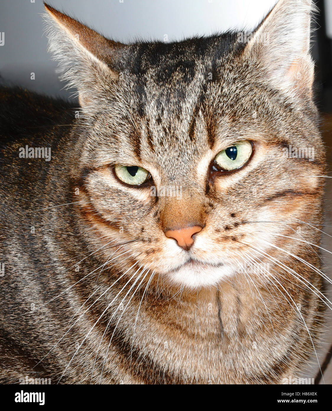 Domesticos hi-res stock photography and images - Alamy