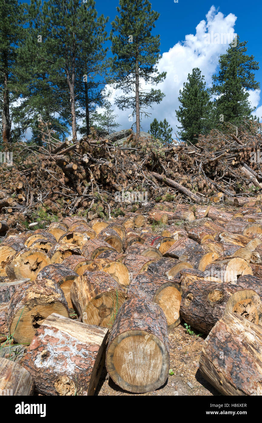 Mountain Pine Beetle (Dendroctonus ponderosae) killed trees being ...