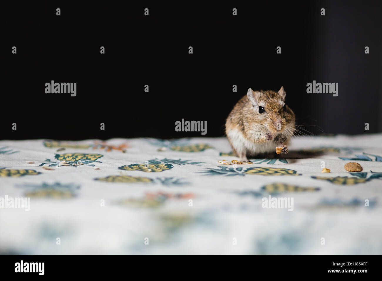 Eats mice hi-res stock photography and images - Alamy