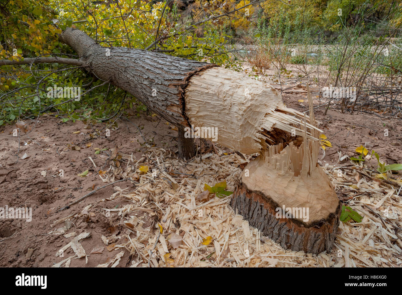 American Beaver (Castor Canadensis) felled tree, Zion National Park ...