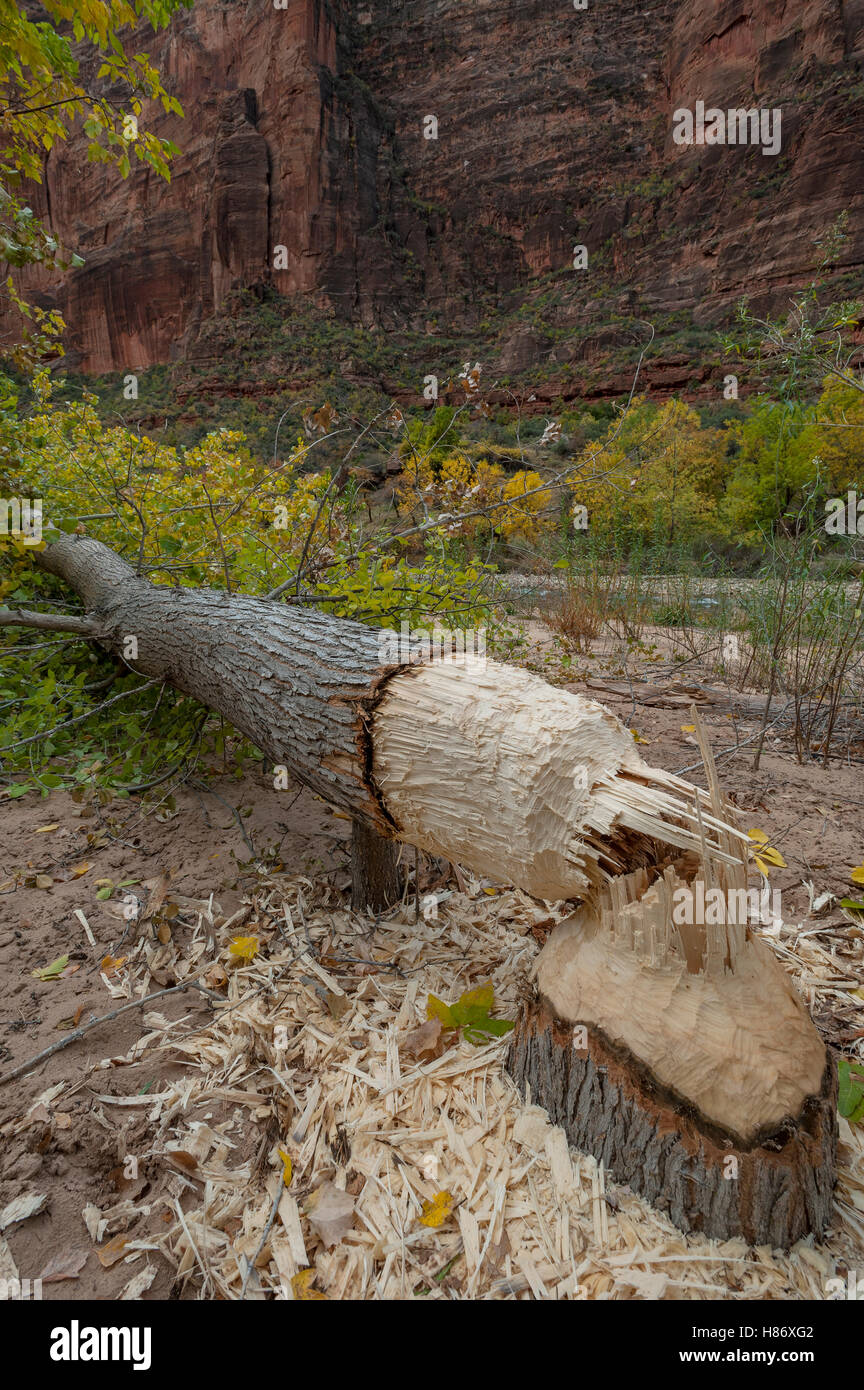 American Beaver (Castor Canadensis) felled tree, Zion National Park ...