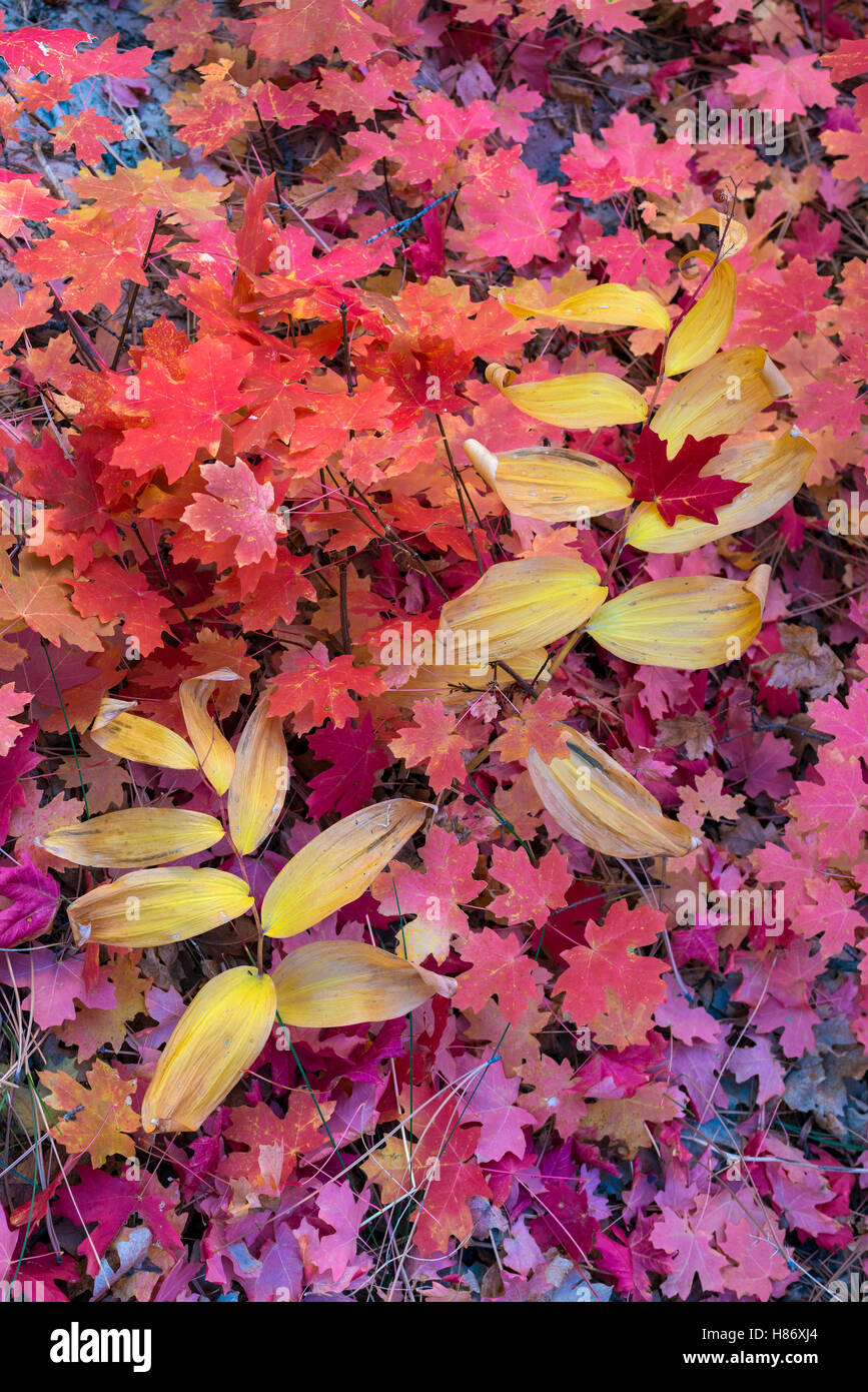 Star-flowered False Solomon's Seal (Smilacina stellata) and Bigtooth ...