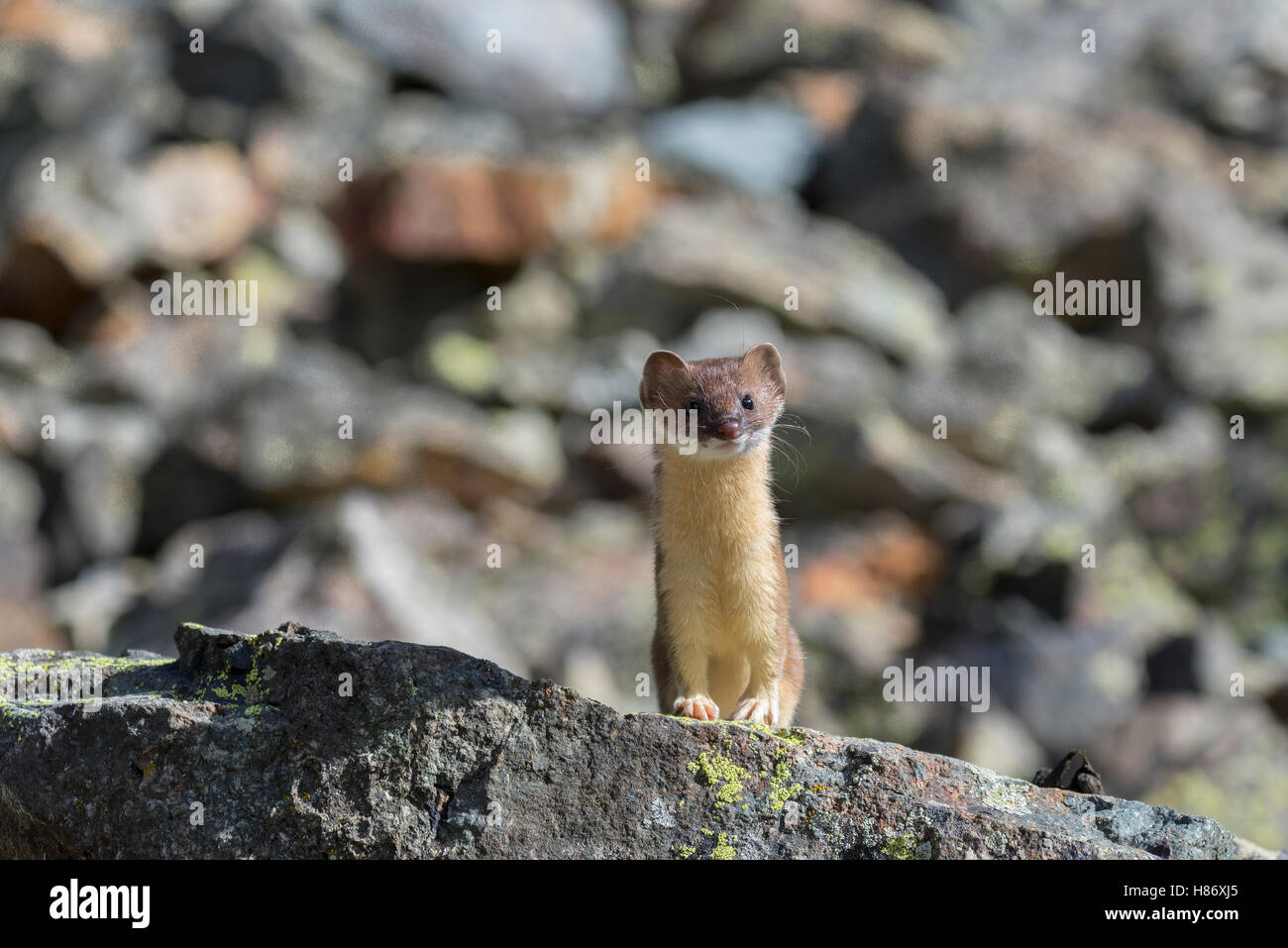 Long-tailed Weasel (Mustela frenata) in talus slope, Colorado Stock ...