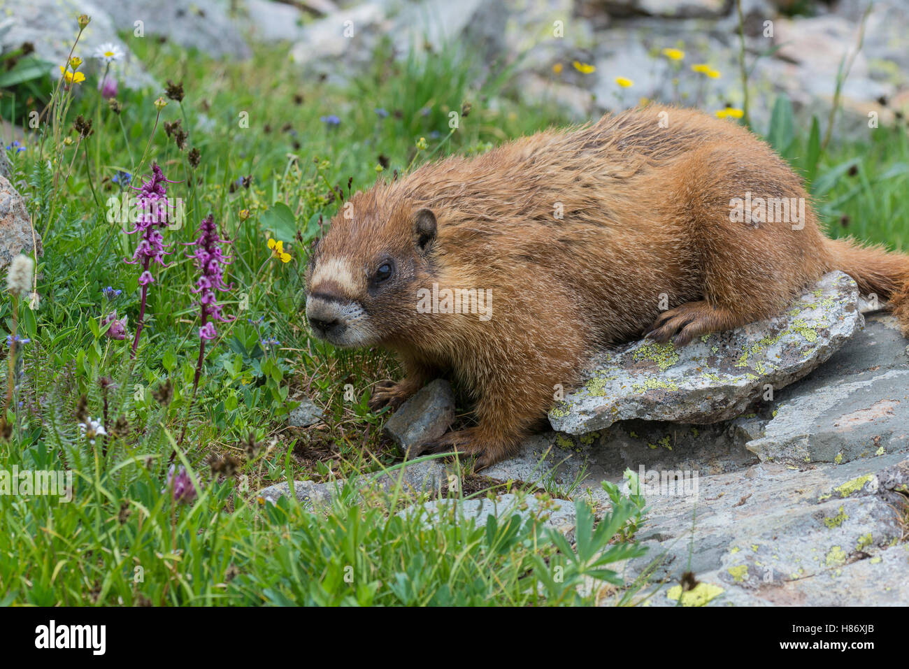 Yellow-bellied Marmot (Marmota flaviventris), Yankee Boy Basin ...