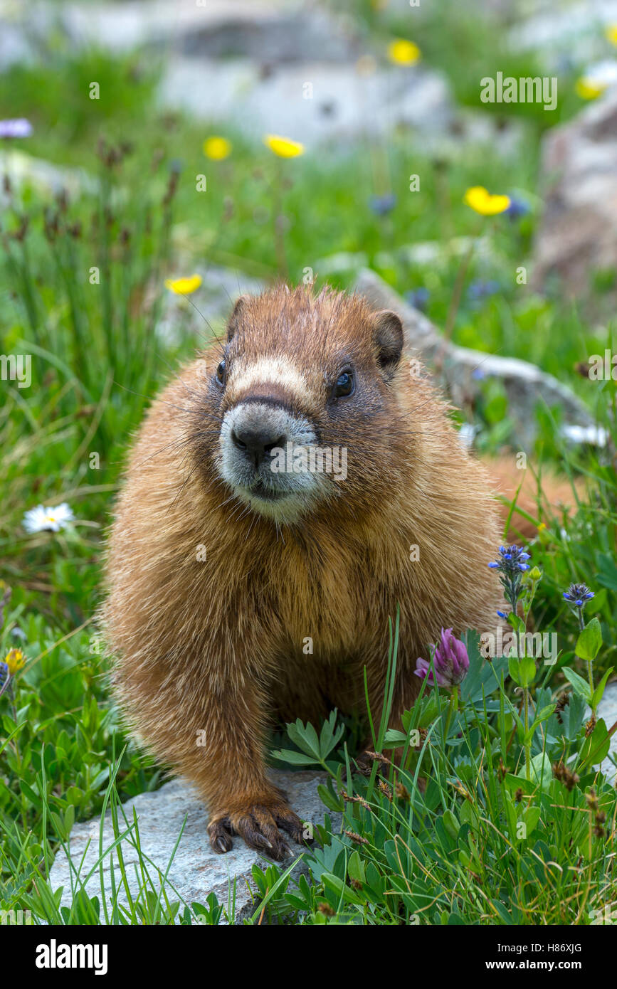 Yellow-bellied Marmot (Marmota flaviventris), Yankee Boy Basin ...