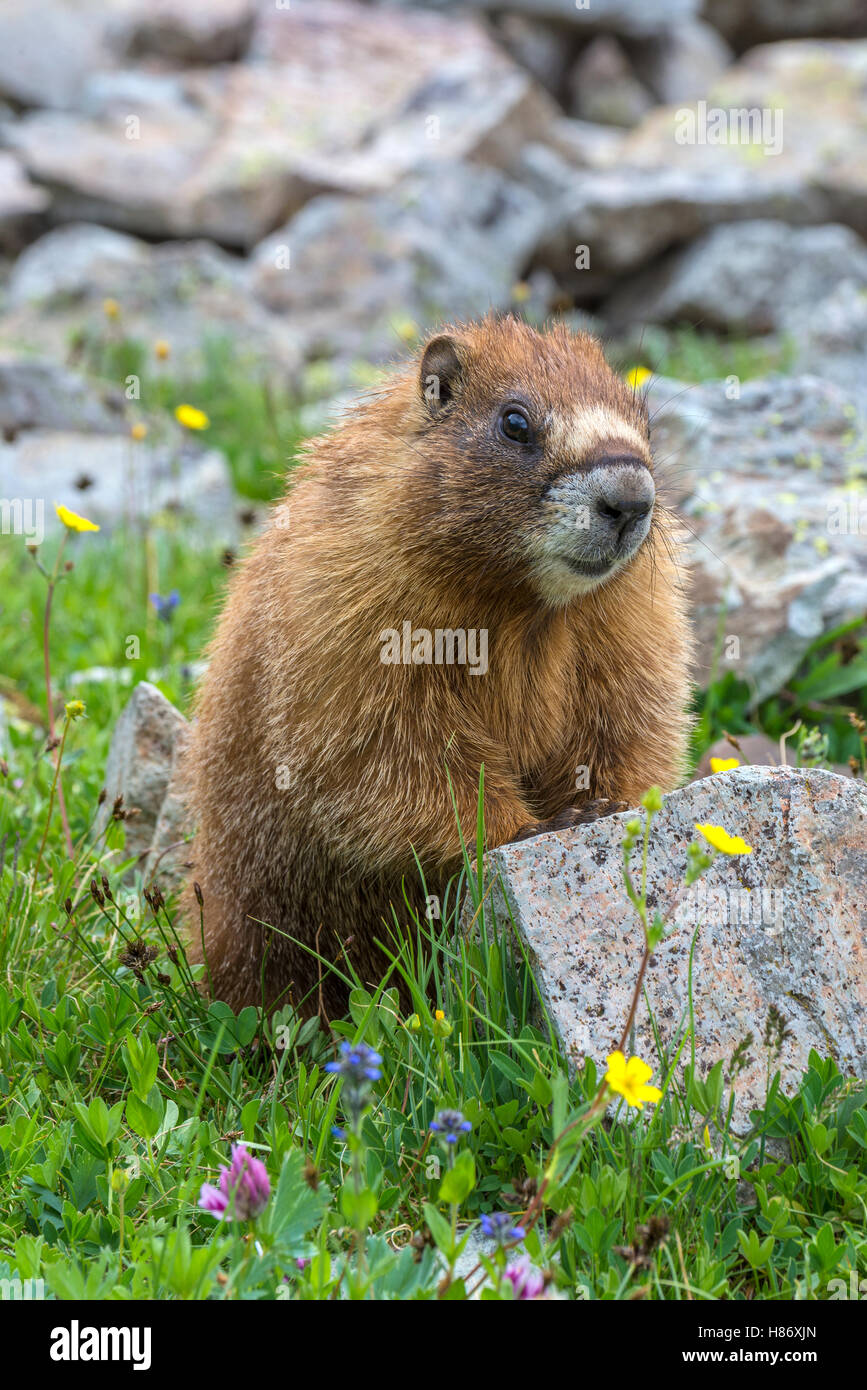Yellow-bellied Marmot (Marmota flaviventris), Yankee Boy Basin ...