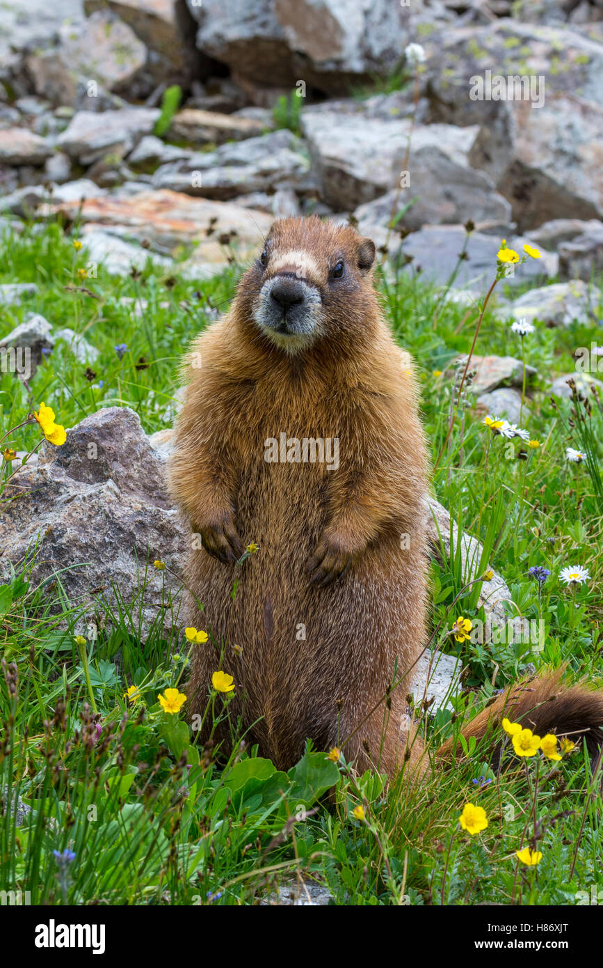 Yellow-bellied Marmot (Marmota flaviventris), Yankee Boy Basin ...
