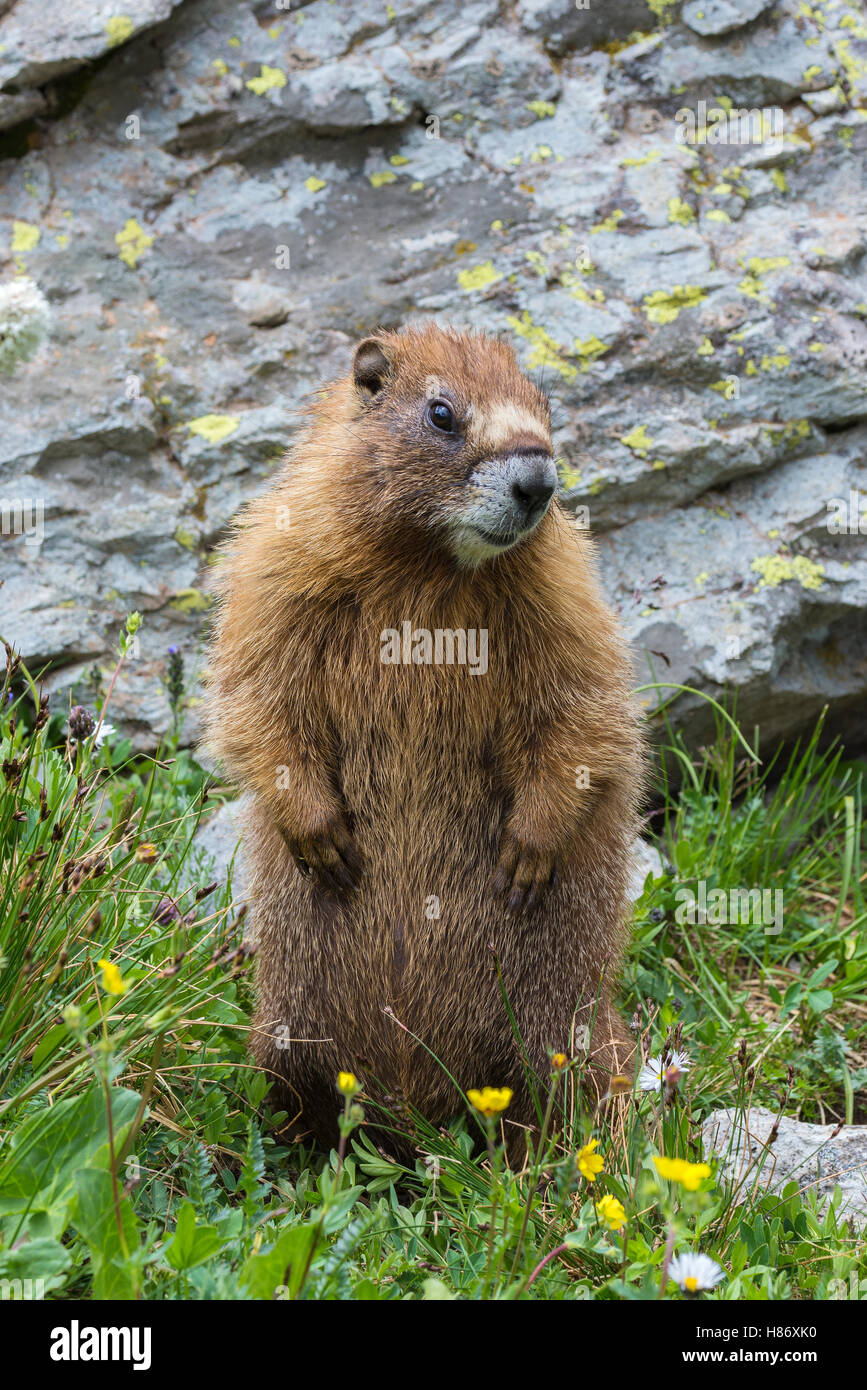 Yellow-bellied Marmot (Marmota flaviventris), Yankee Boy Basin ...