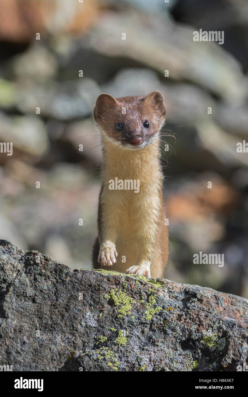 Long-tailed Weasel (Mustela frenata) in talus slope, Colorado Stock ...