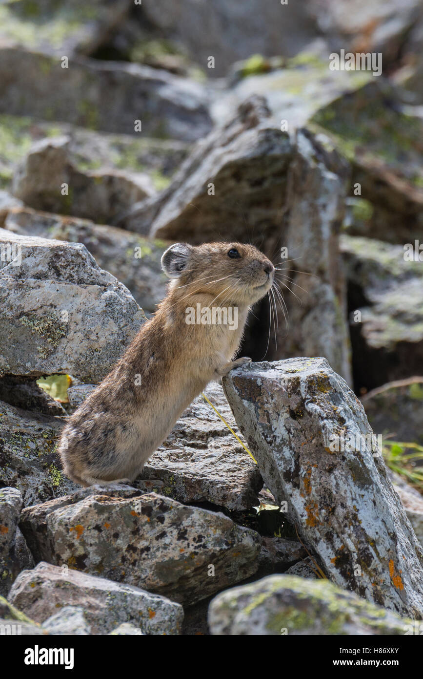 American Pika (Ochotona princeps), Yankee Boy Basin, Uncompahgre ...