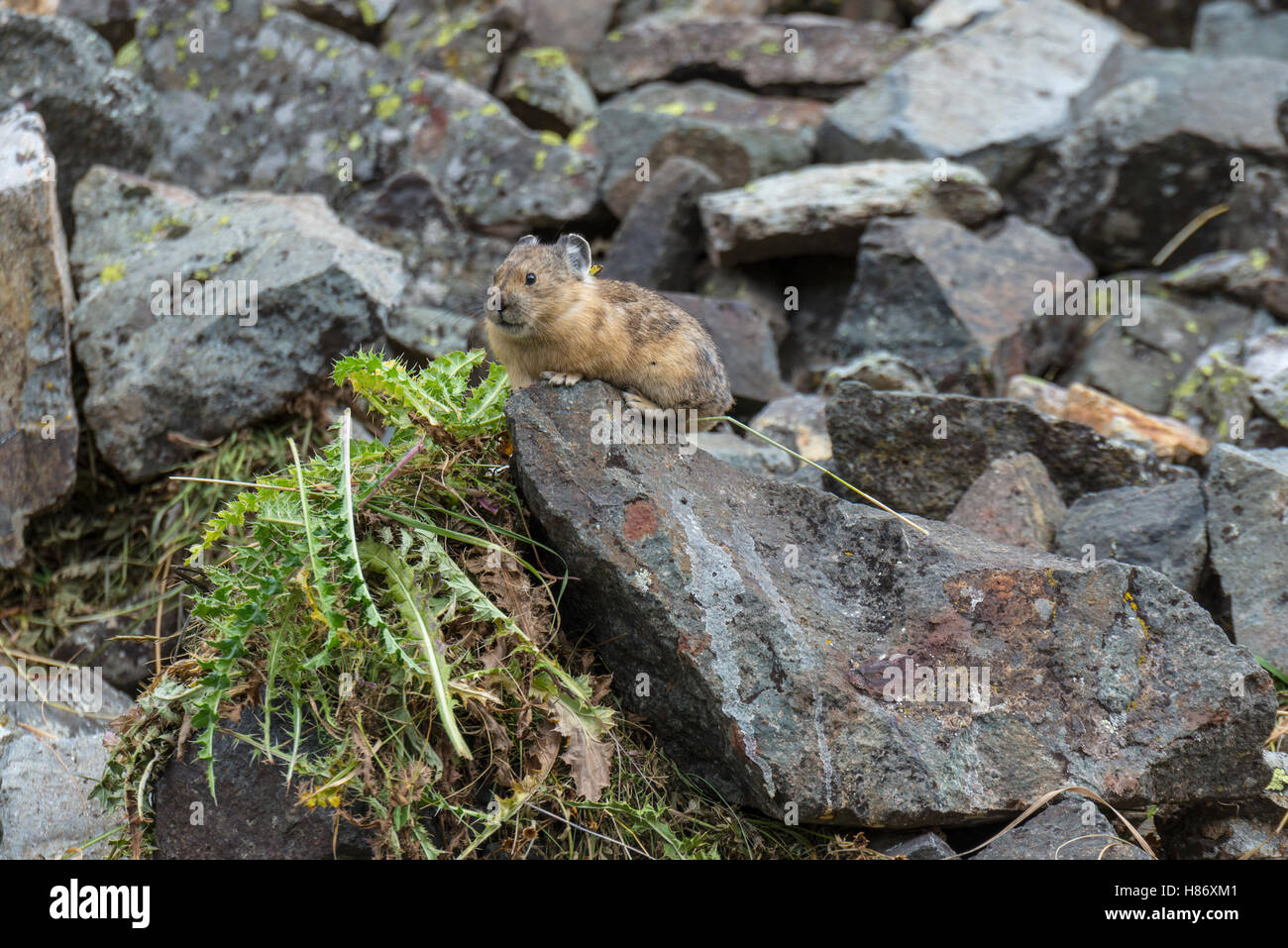 American Pika (Ochotona princeps) in talus slope with cache of ...