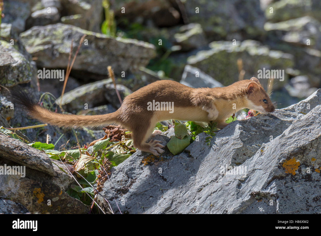 Long-tailed Weasel (Mustela frenata) in talus slope, Colorado Stock ...
