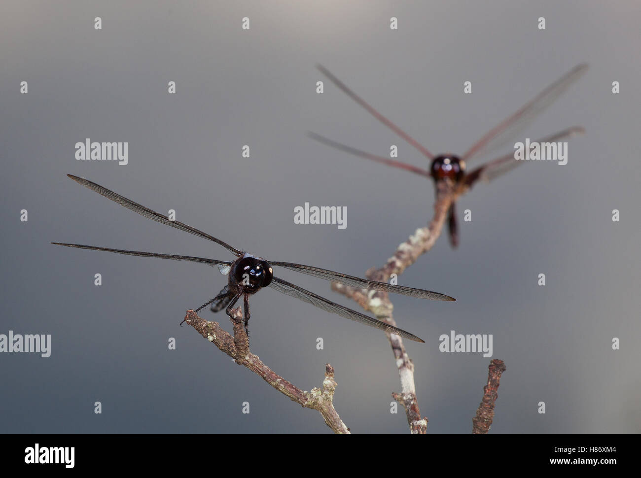 Two dragonflies that are looking for bugs to eat Stock Photo - Alamy