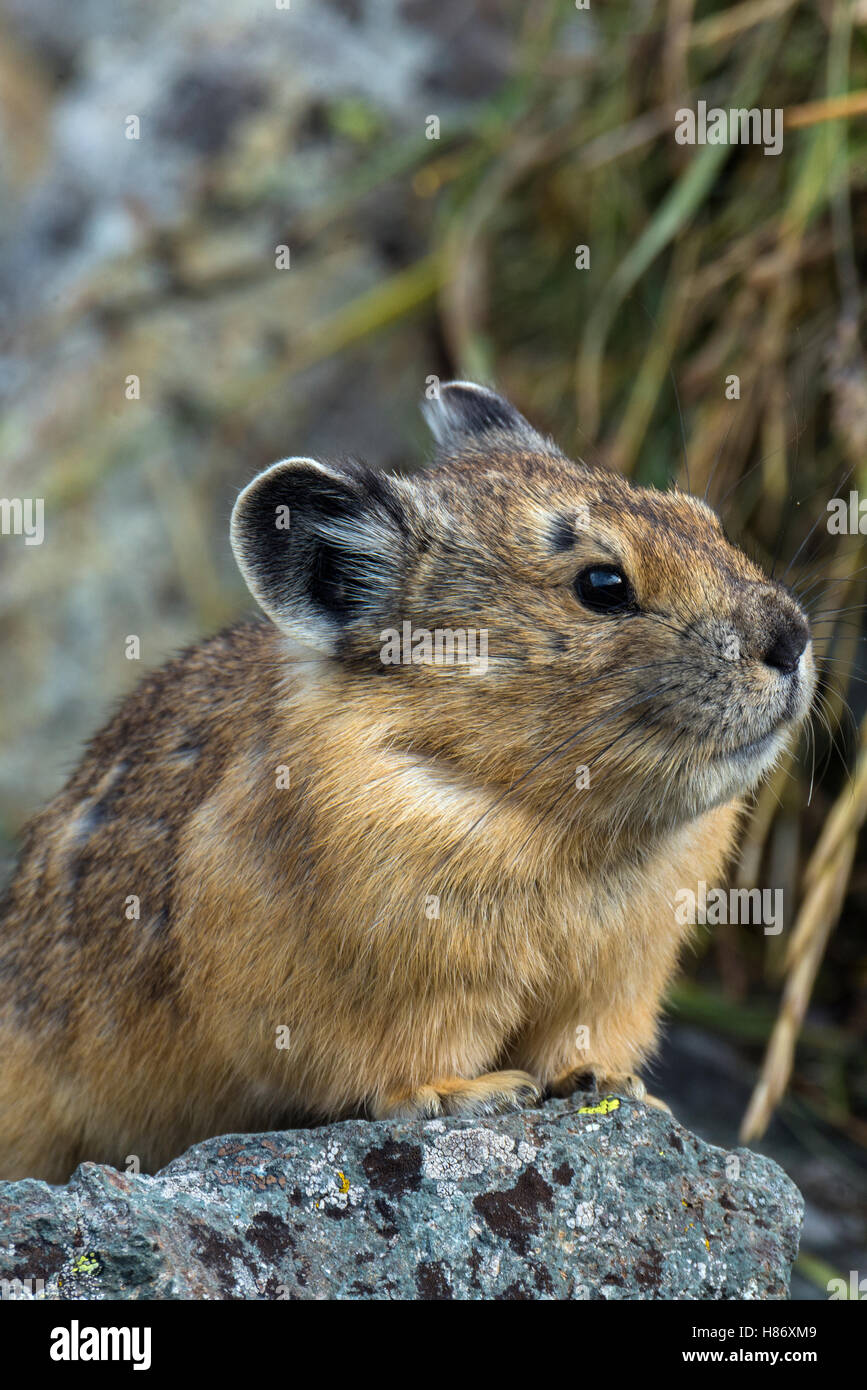 American Pika (Ochotona princeps), Yankee Boy Basin, Uncompahgre ...