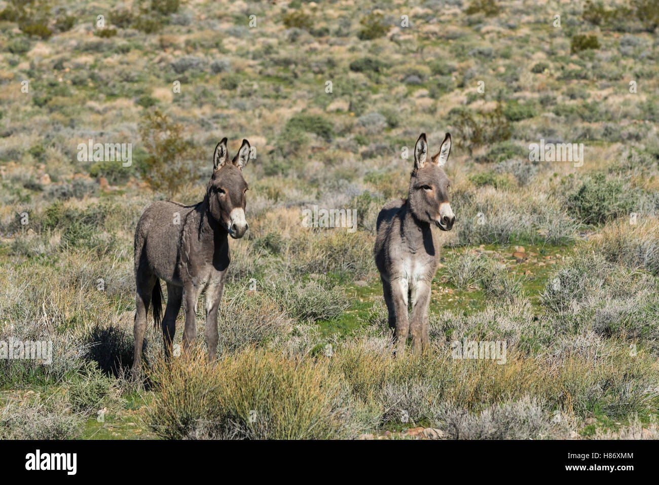 Donkey (Equus asinus) pair, Death Valley National Park, California Stock Photo - Alamy