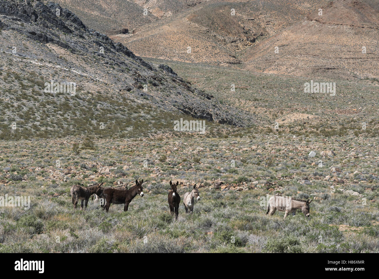 Donkey (Equus asinus) group, Death Valley National Park, California ...