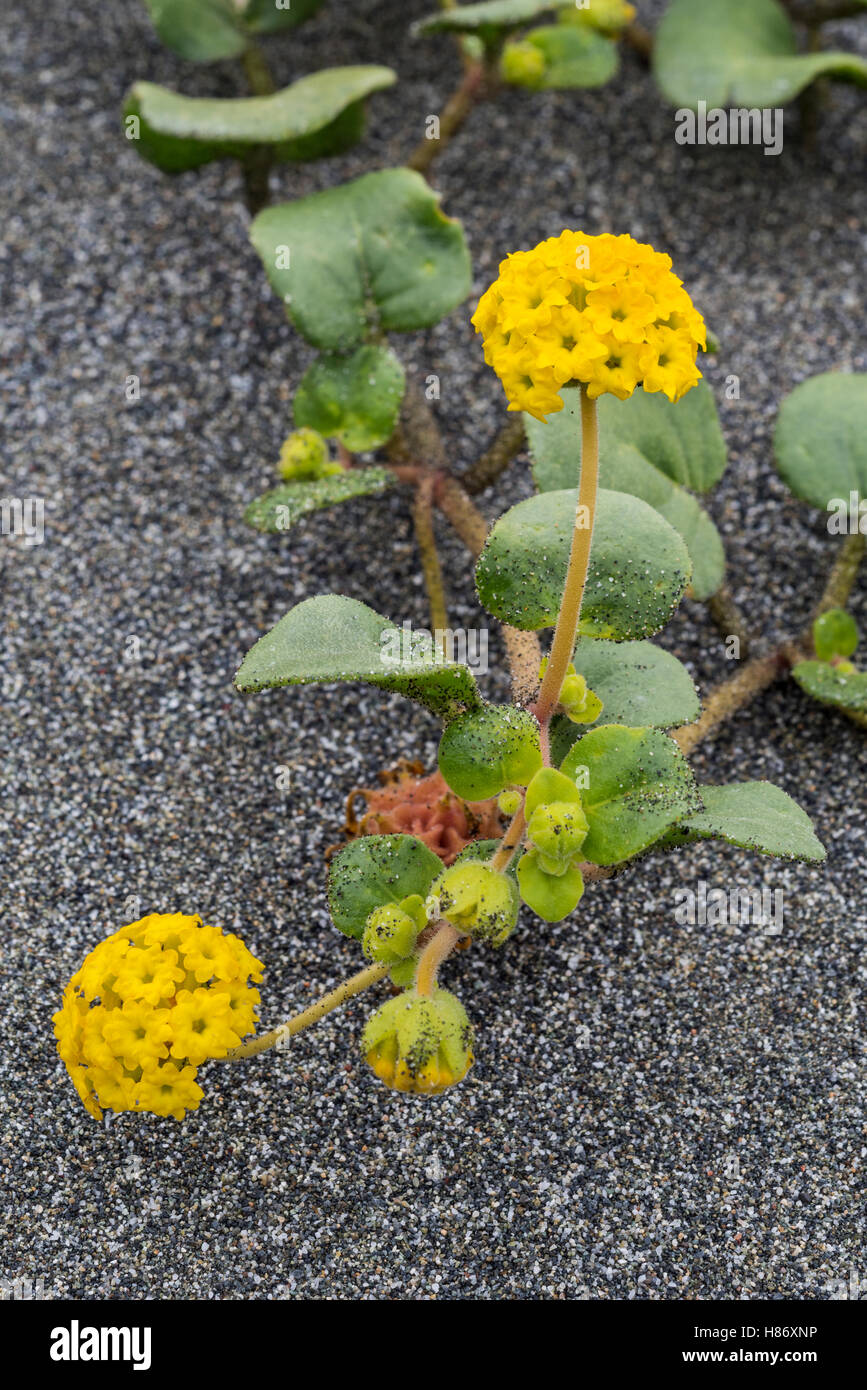 Coastal Sand Verbena (Abronia latifolia) flowers, Gold Bluffs Beach ...