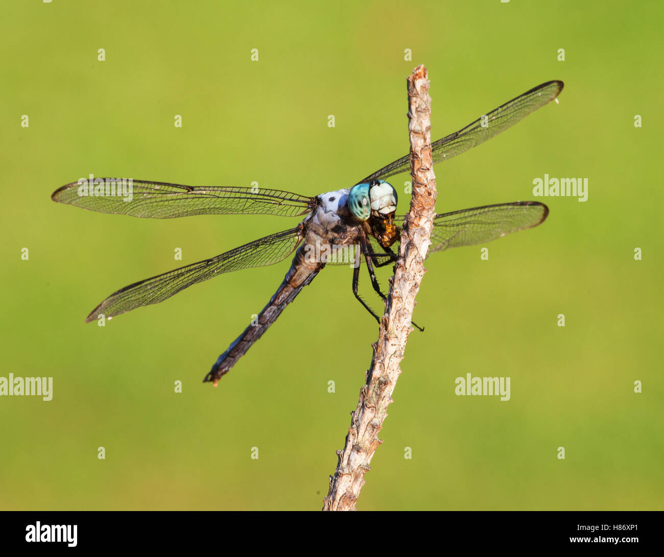 Dragonfly eating insect hi-res stock photography and images - Alamy