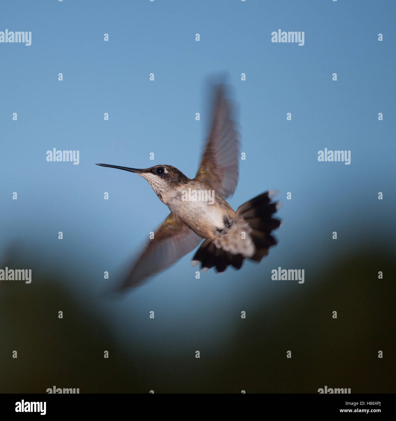 Hummingbird wings hi-res stock photography and images - Alamy